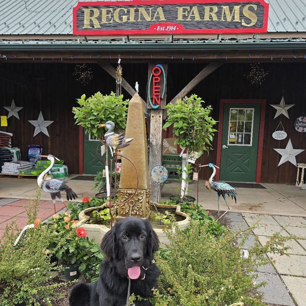 Regina Farms: Your Trusted Garden Center