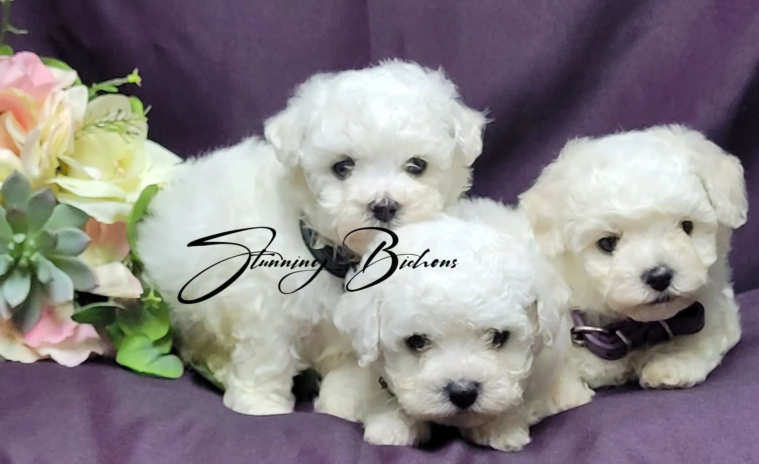 Available Bichon Frise pupppies for sale, To the United States