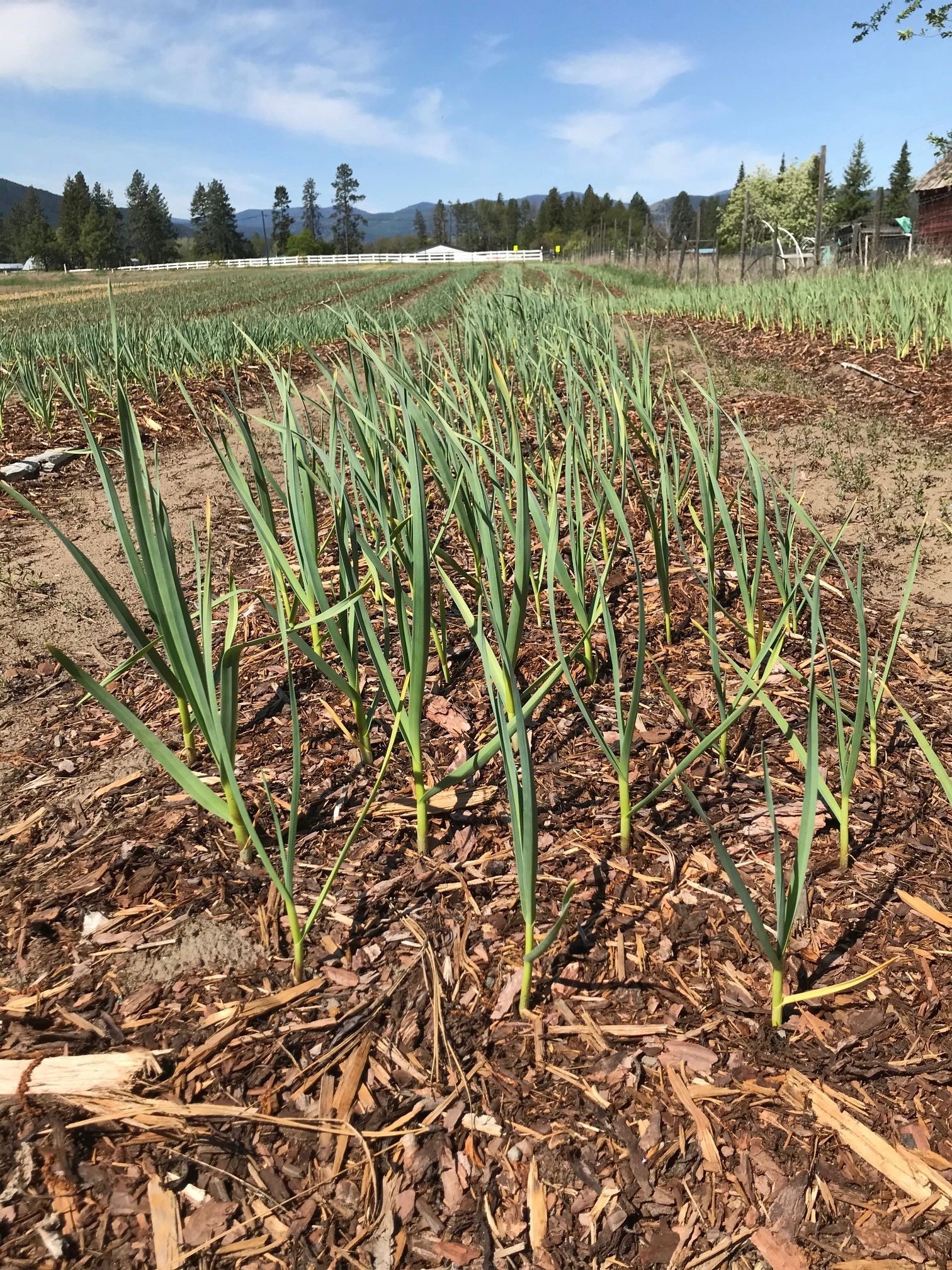 Garlic & more - Riverbend Farm