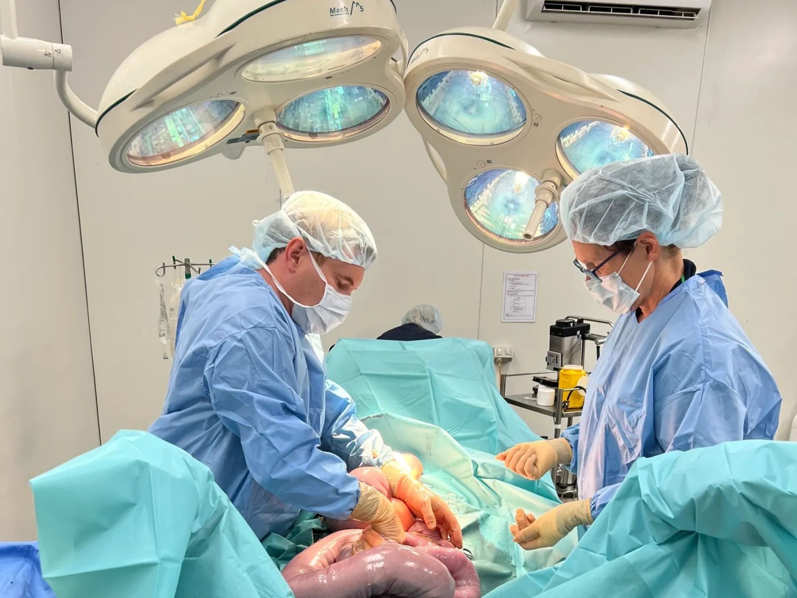 Stallion Semen Collection | Woodgrange Specialist Equine Hospital