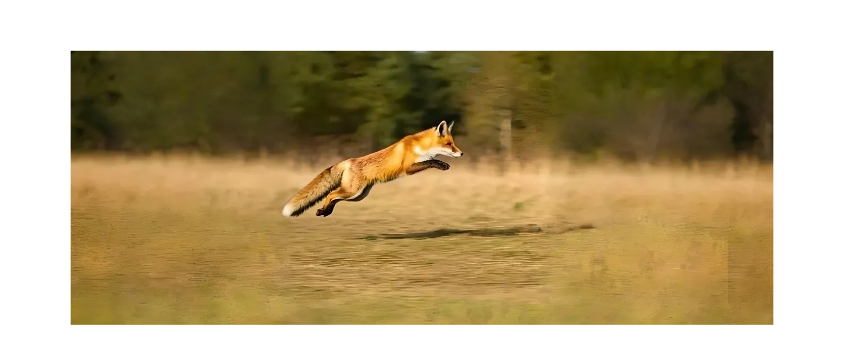 Expert Strategic Marketing Consultants | Red Fox Consulting