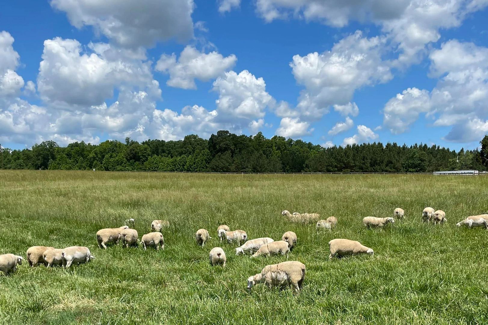 White Dorper Sheep | Little Cedar Farm