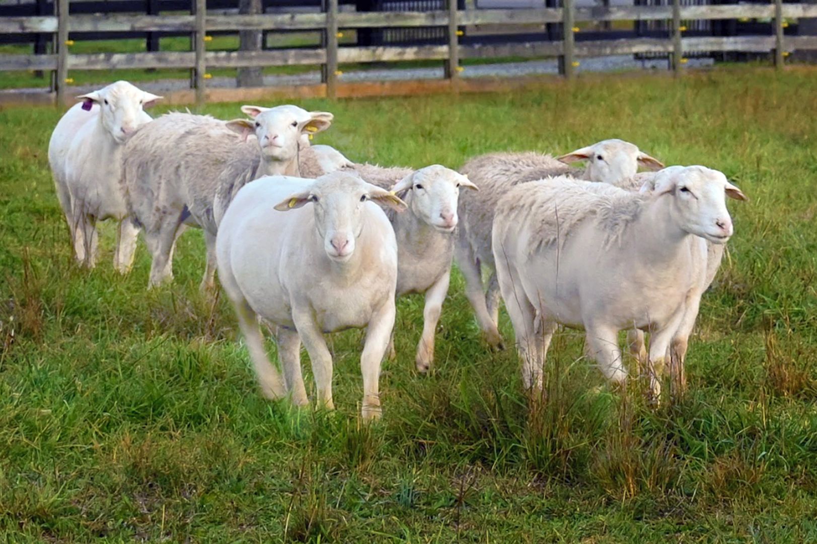 The Taste Difference: Grass-Fed vs. Grain-Finished Lamb