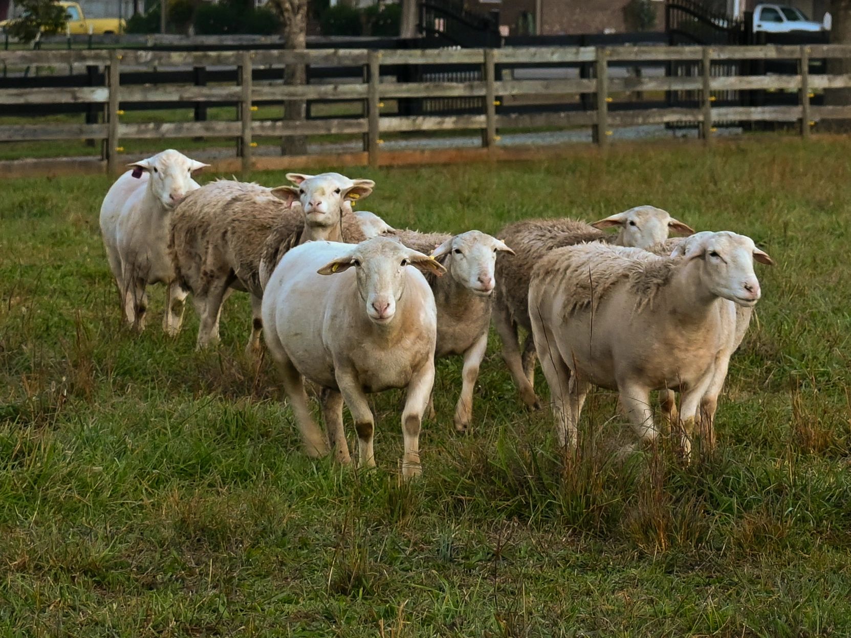 The Benefits of Raising White Dorper Sheep at Little Cedar Farm