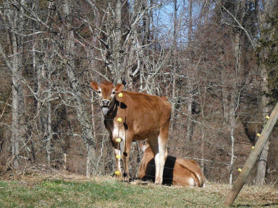 Rowland Farm Creamery