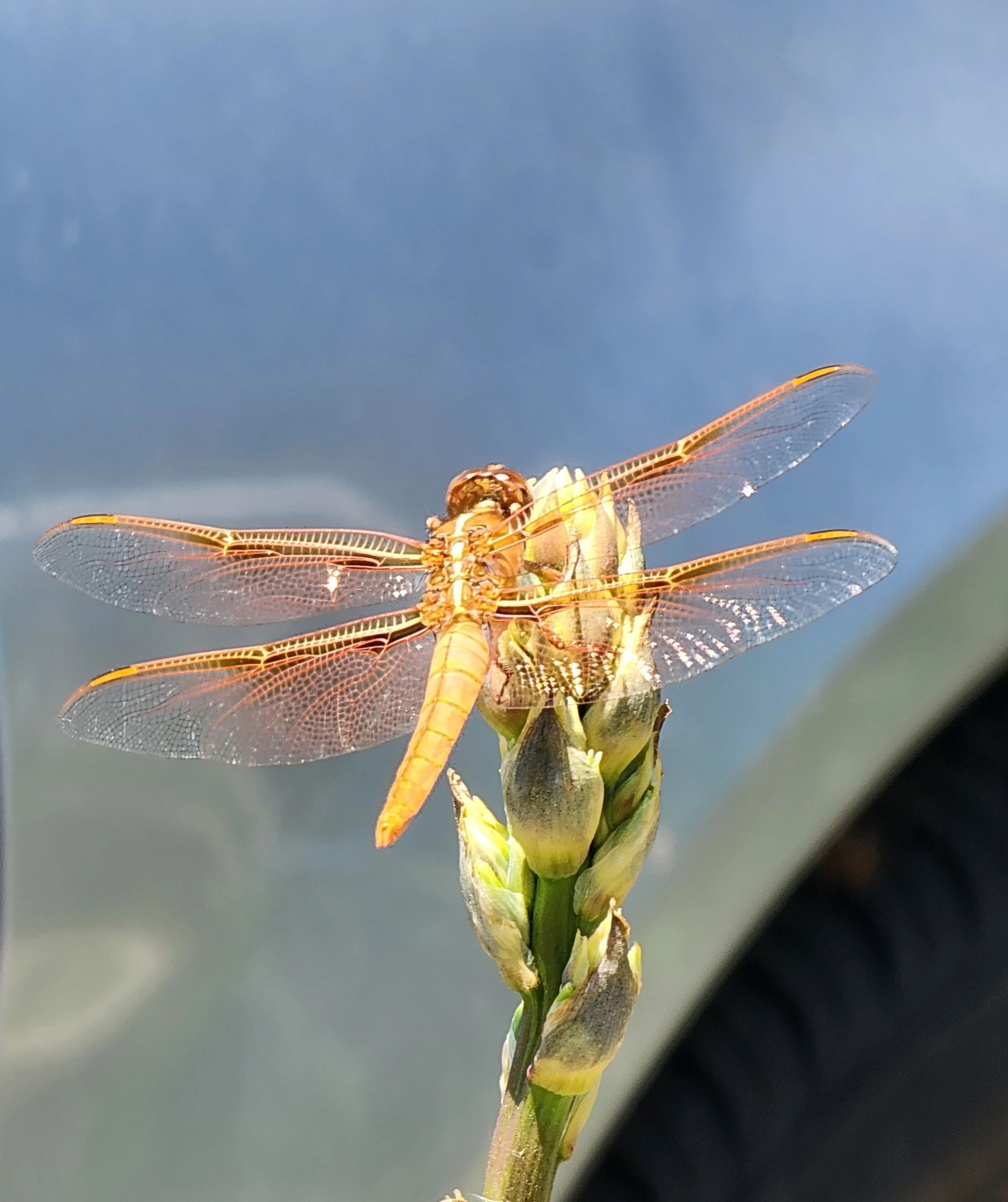 Dragonfly Home Inspections