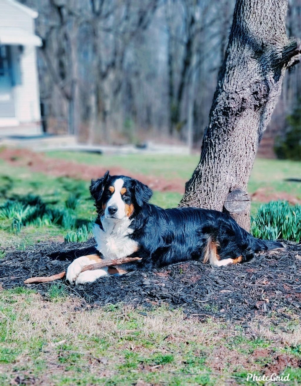 Hilltop Heritage Mountain Dogs