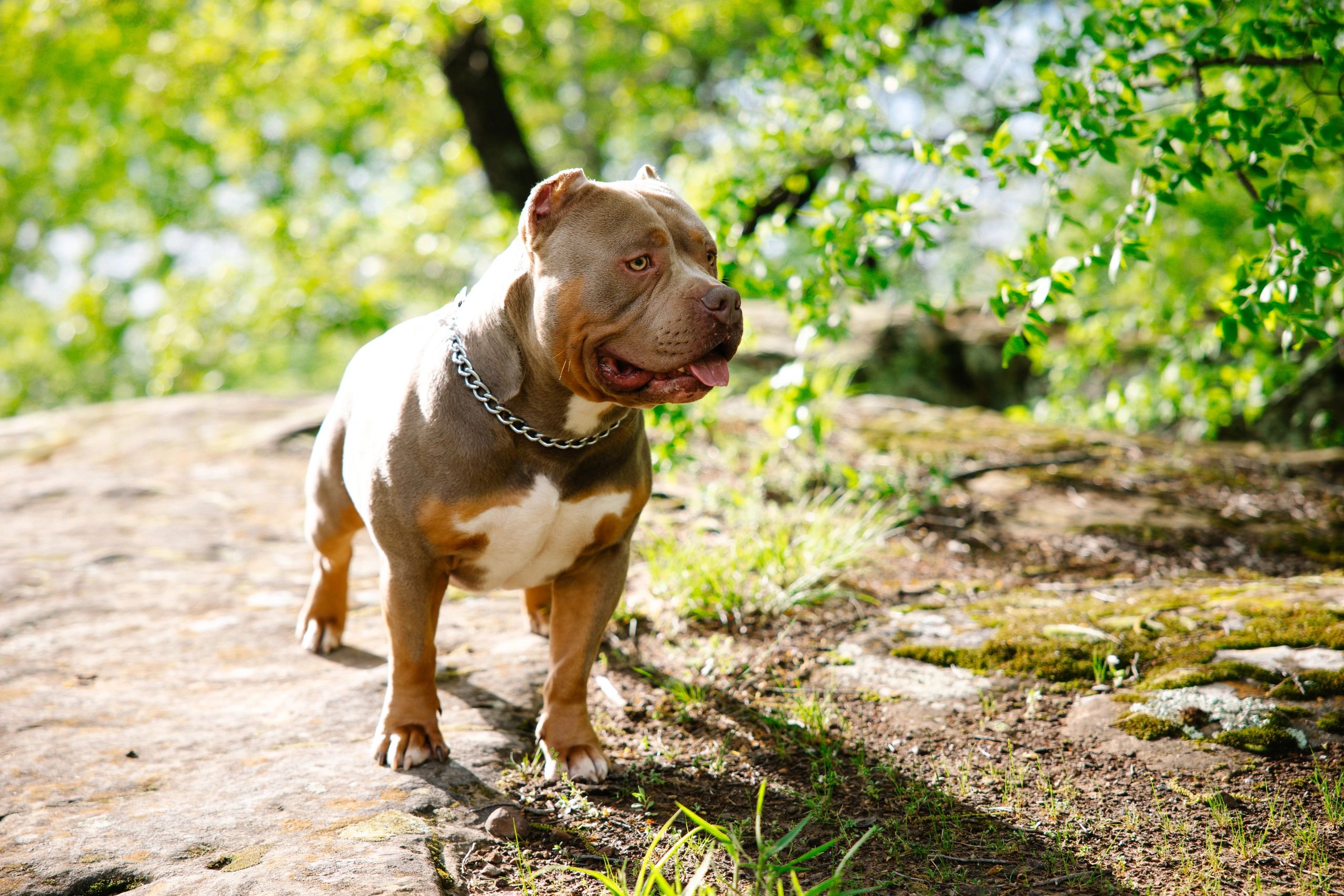 American Bully Temperament: What Families Should Know