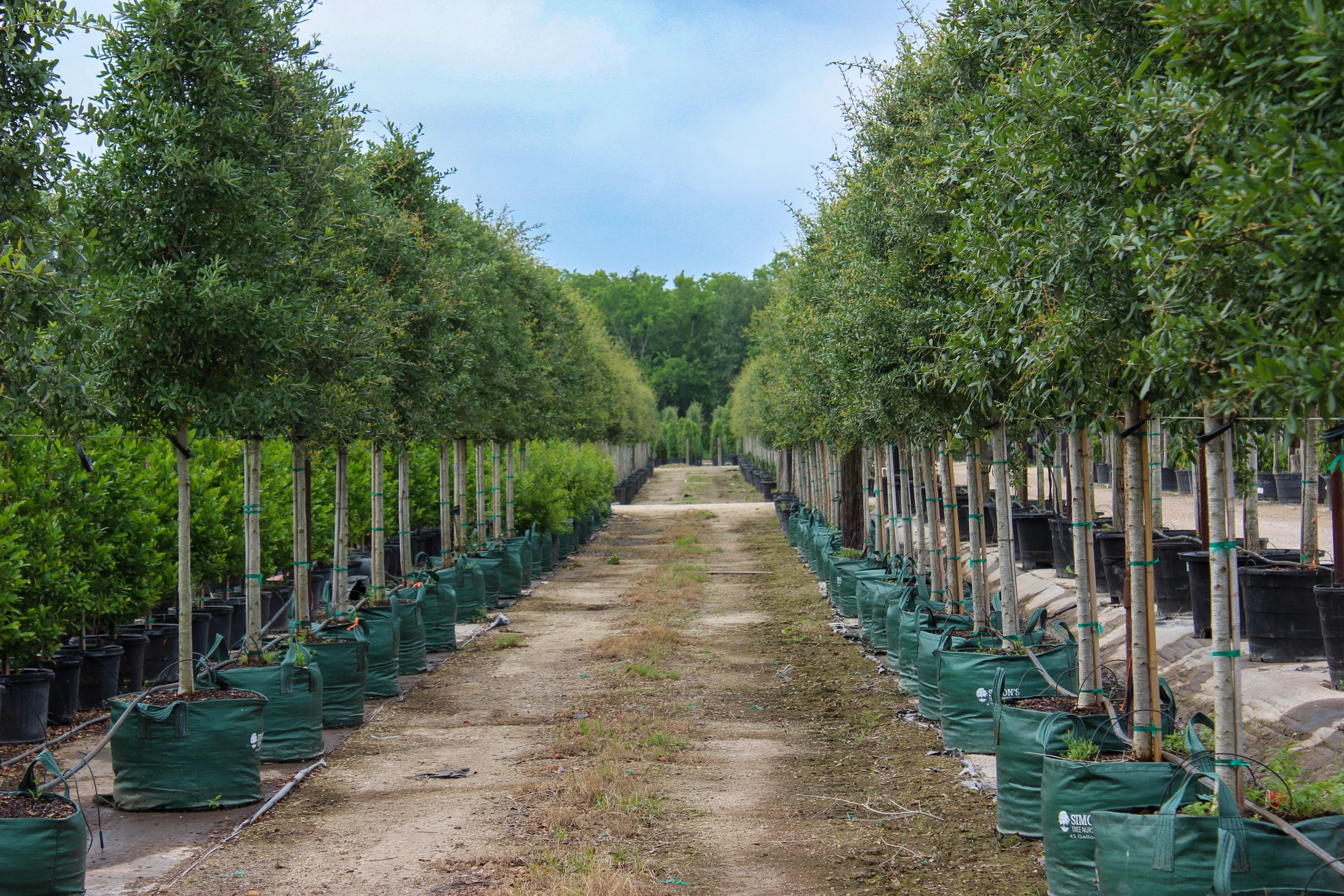 Gallery | Simons Tree Nursery