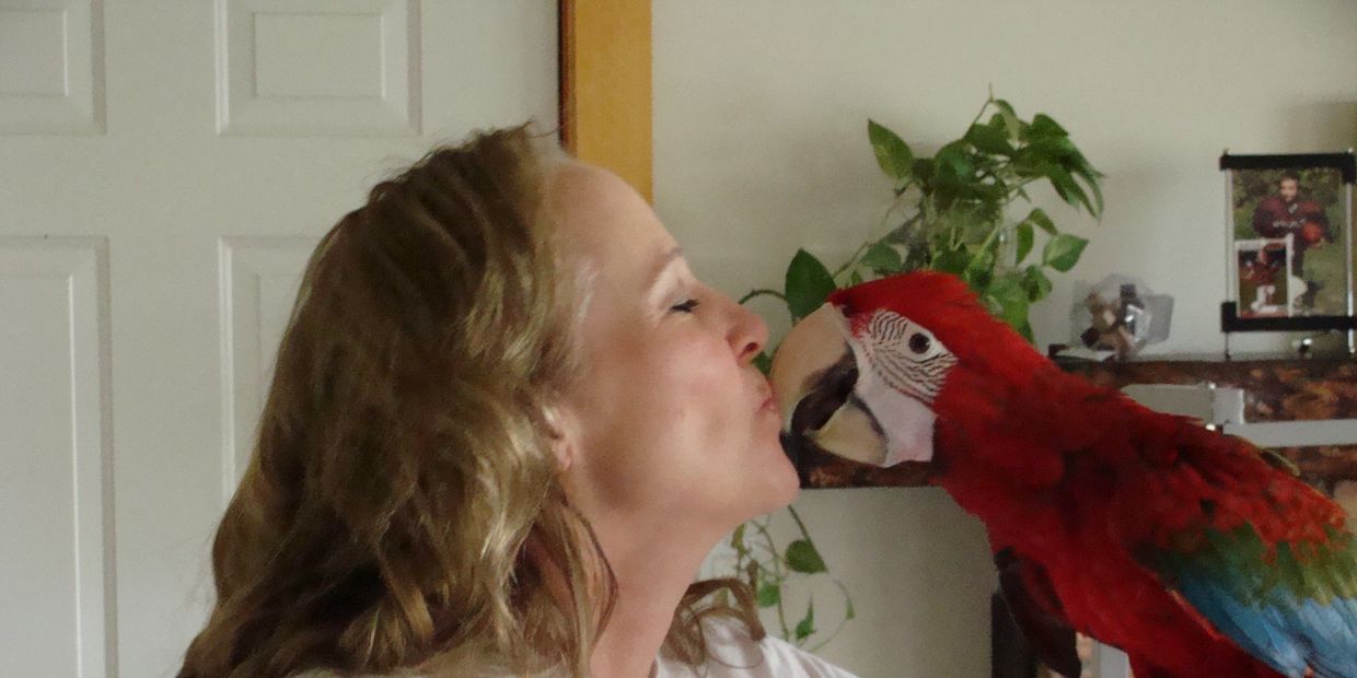 Susan's Parrot Place - Parrots, Parrot Toys, Food, Accessories