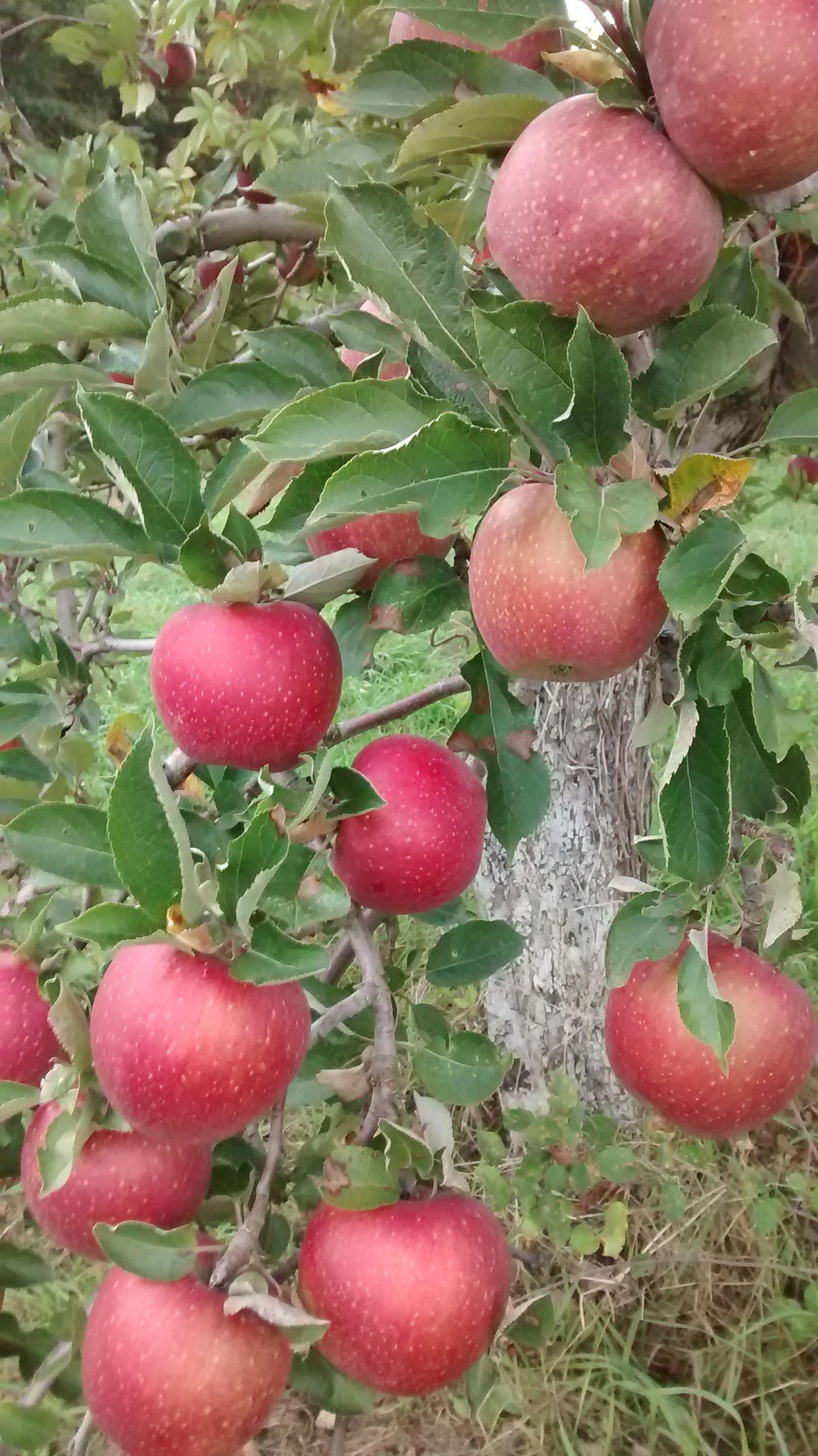 Harvest Page | Cook's Valley Farm