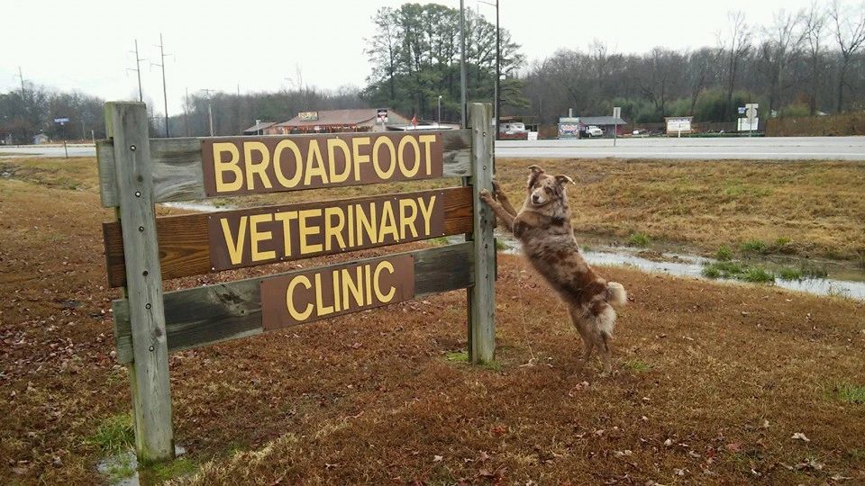 Oral Spray | Broadfoot Veterinary Clinic