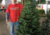 Brent's Christmas Trees