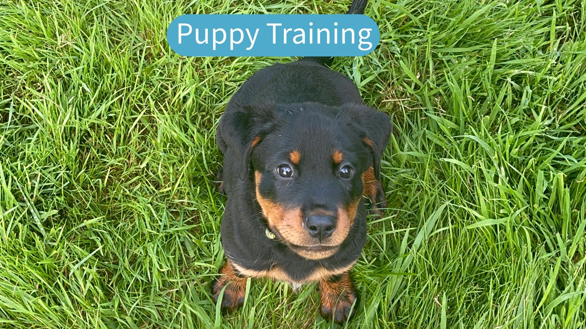 Canine Coach