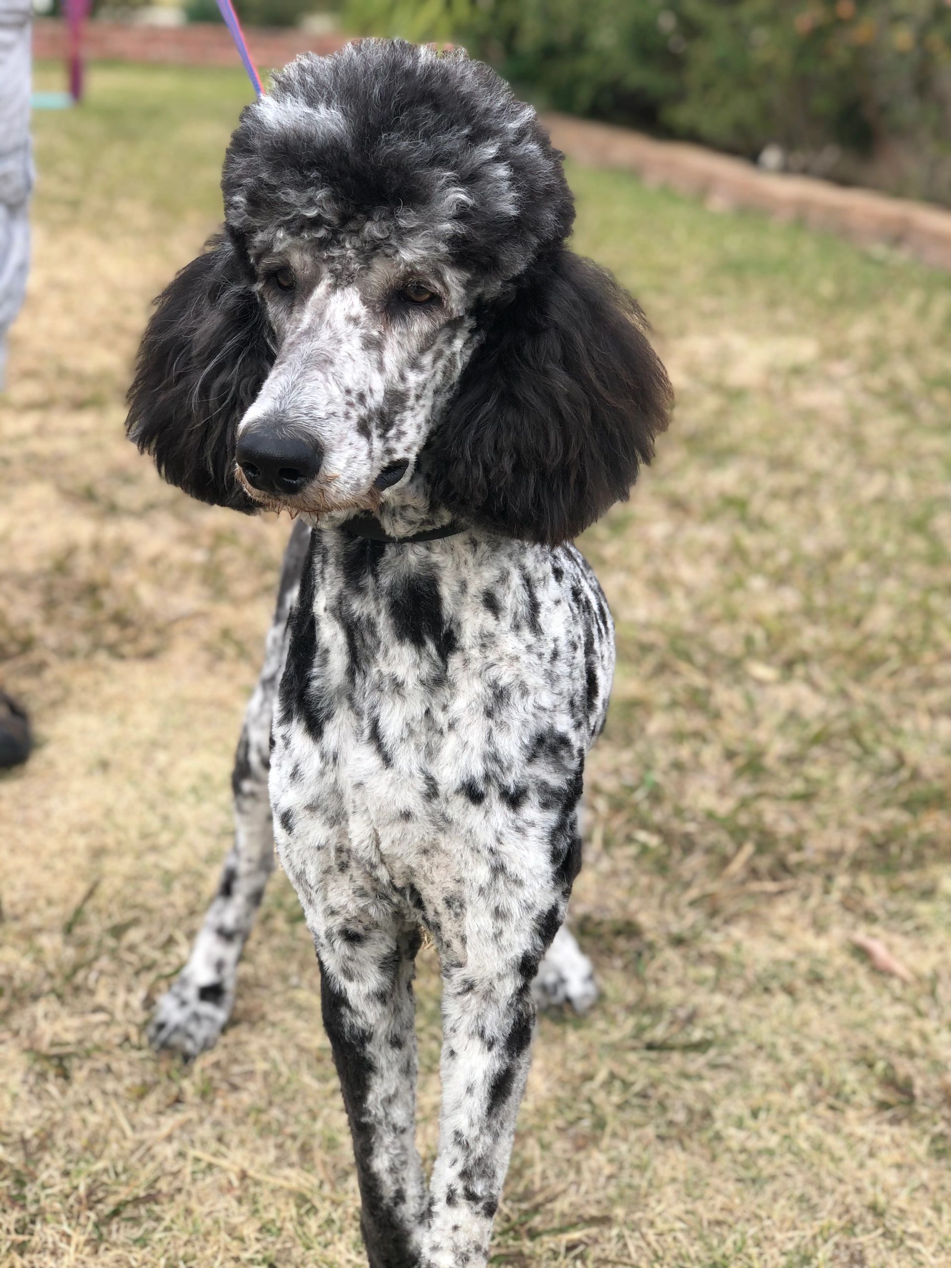 Are There Blue Merle Poodles