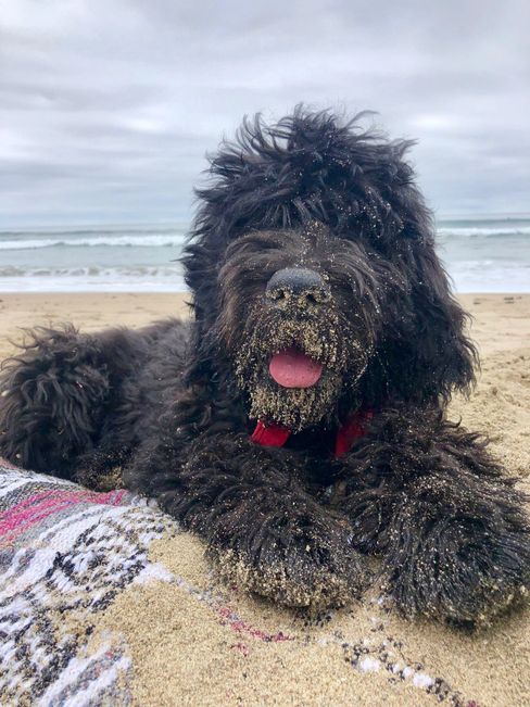 Dandy Doodles - Goldendoodles, Puppies