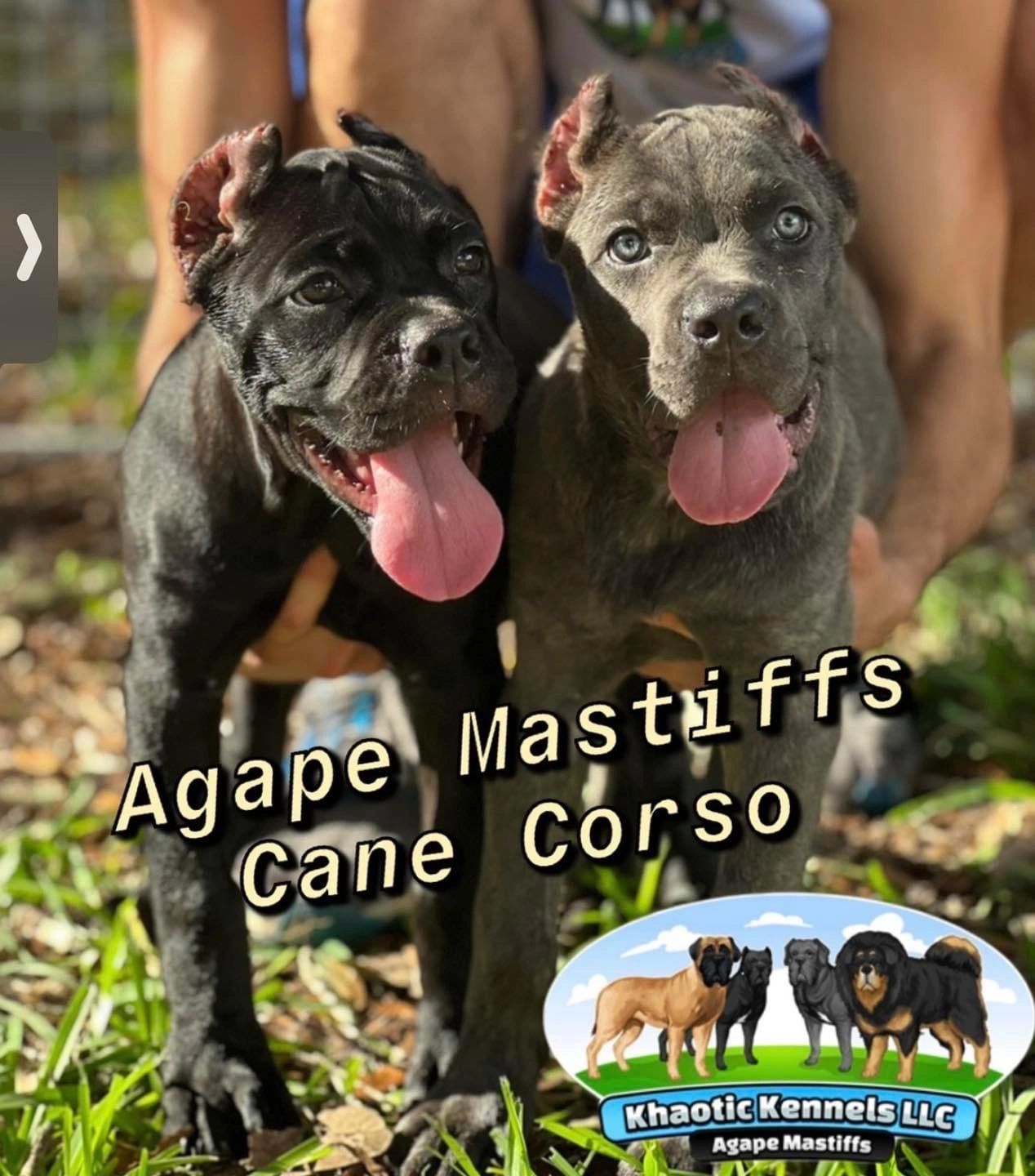 Cane Corso Studs | Khaotic Kennels LLC Agape Mastiffs
