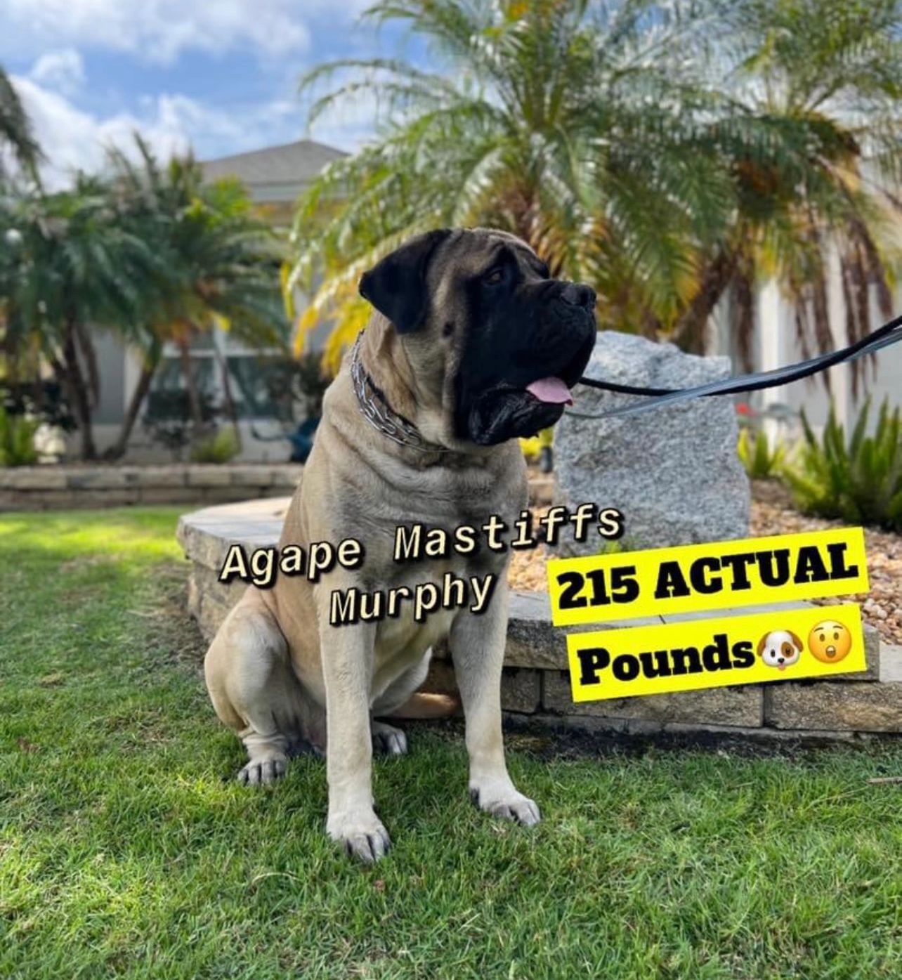 How Big Is Hercules Neapolitan Mastiff