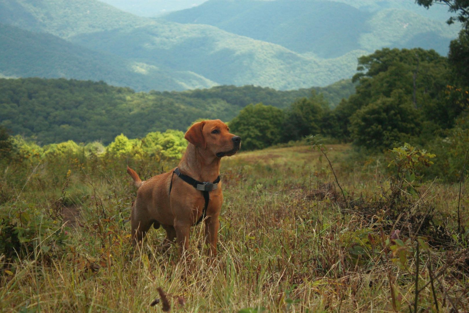 FOX RED LABS OF GEORGIA