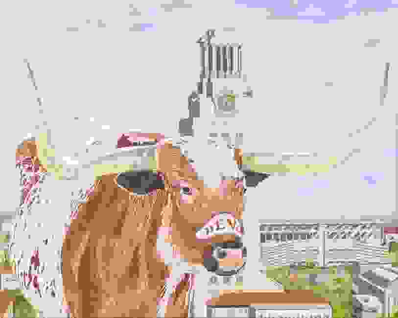 Bevo Art for Sale | R Walton Sporting Art