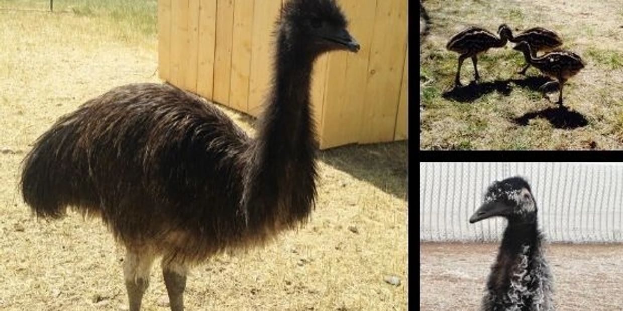 Dream Acres Emu Ranch - Cbd Emu, Oil Pain Relief