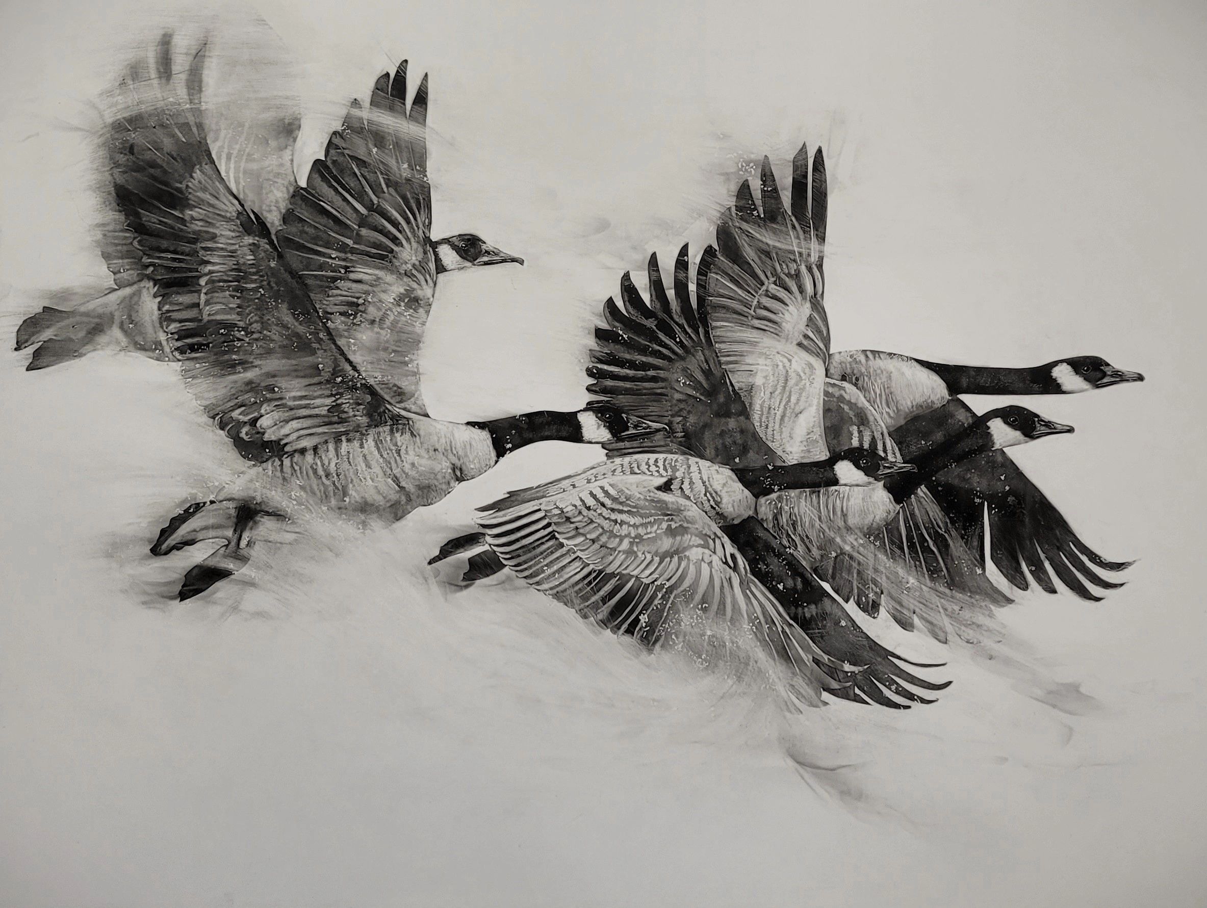 Julie Willan - Fumage Art, Wi ldlife Artist, Wildlife drawings, Black ...