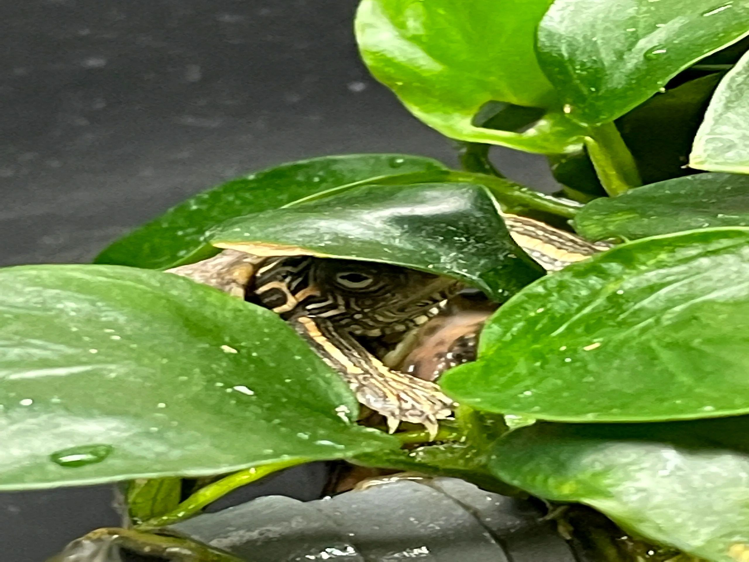 Turtle Freak