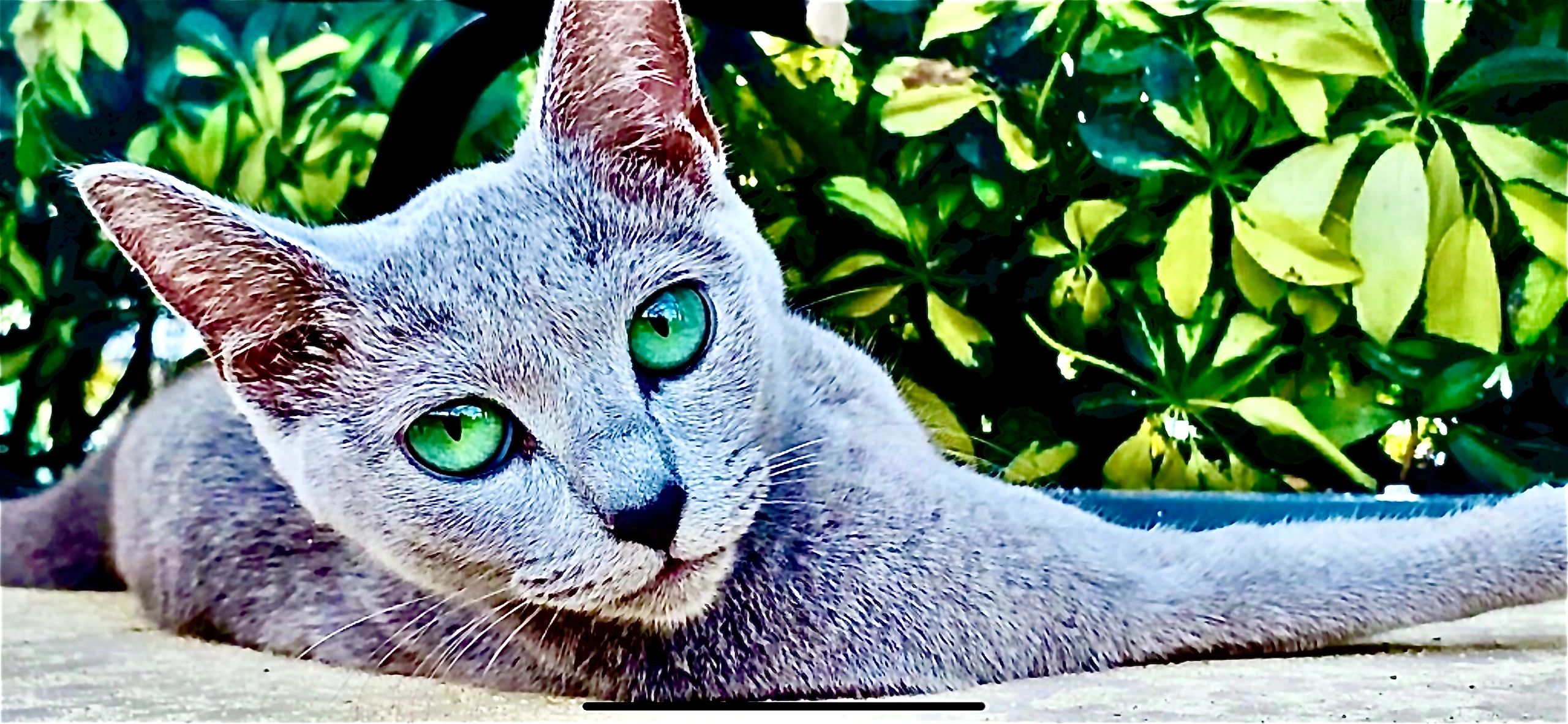 Russian Blue Kittens, Delivery Available, Hypoallergenic