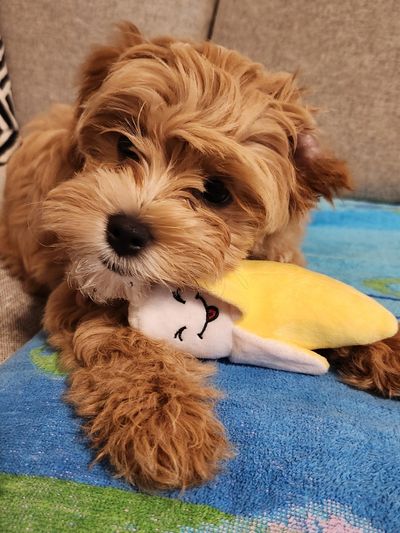 cavapoochon temperament