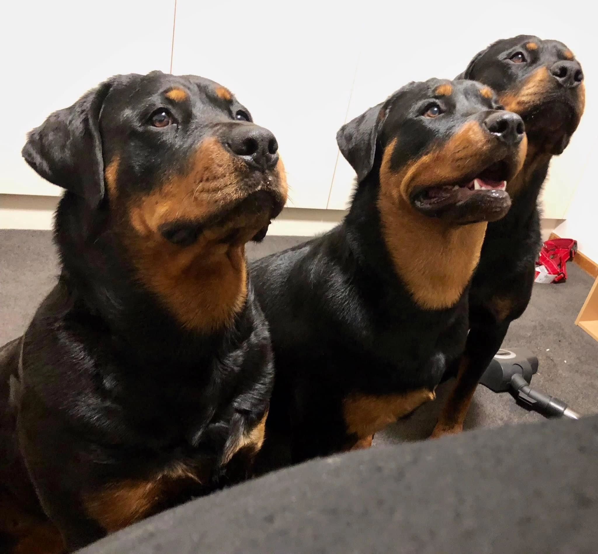 Find Your Perfect Rottie Puppies at Obenschutz Rottweilers