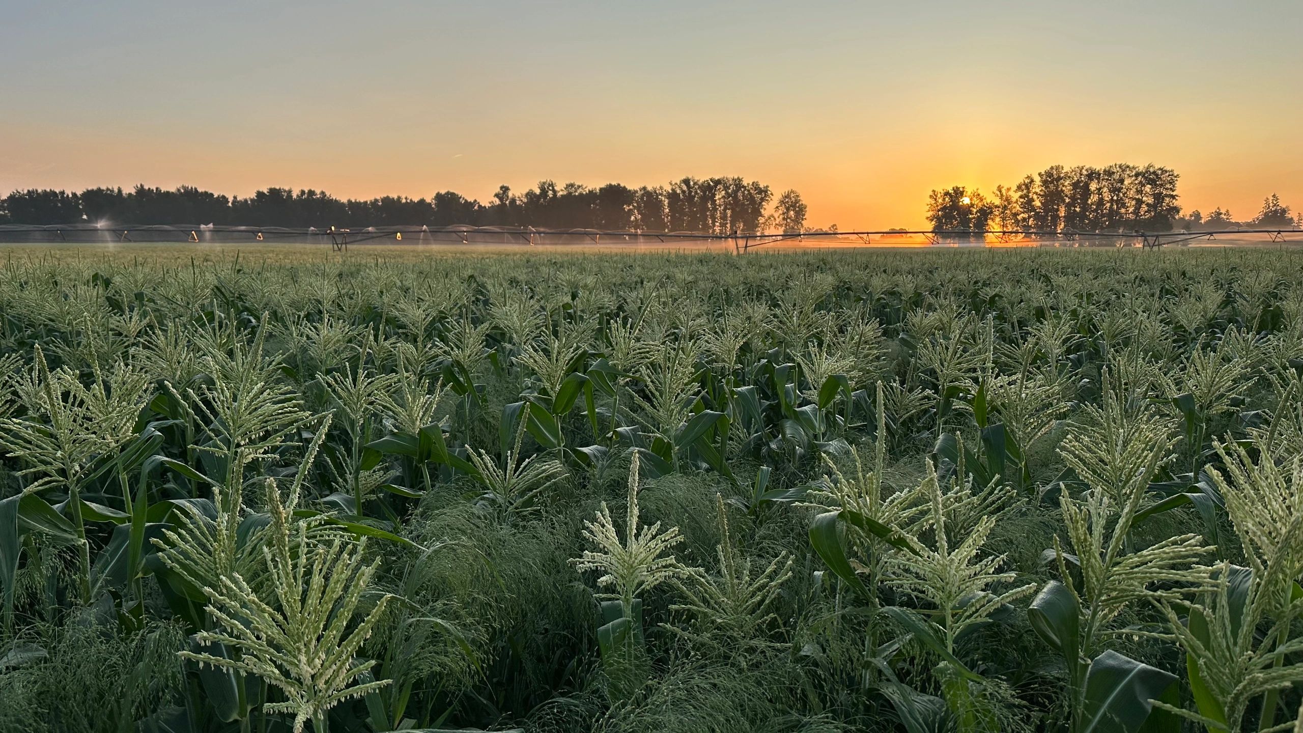Bill Case Farms - Home