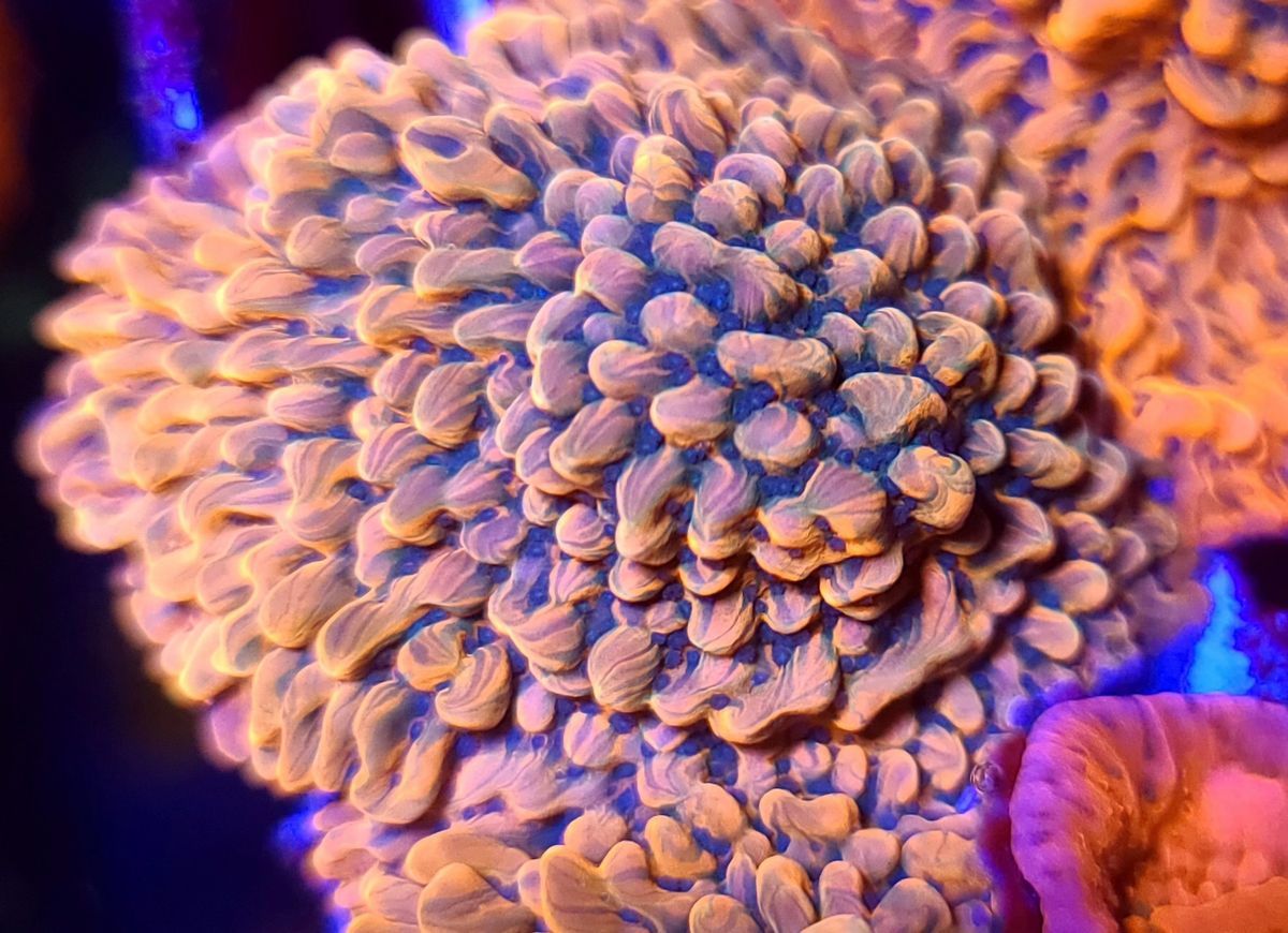 ASD Master Phoenix Montipora