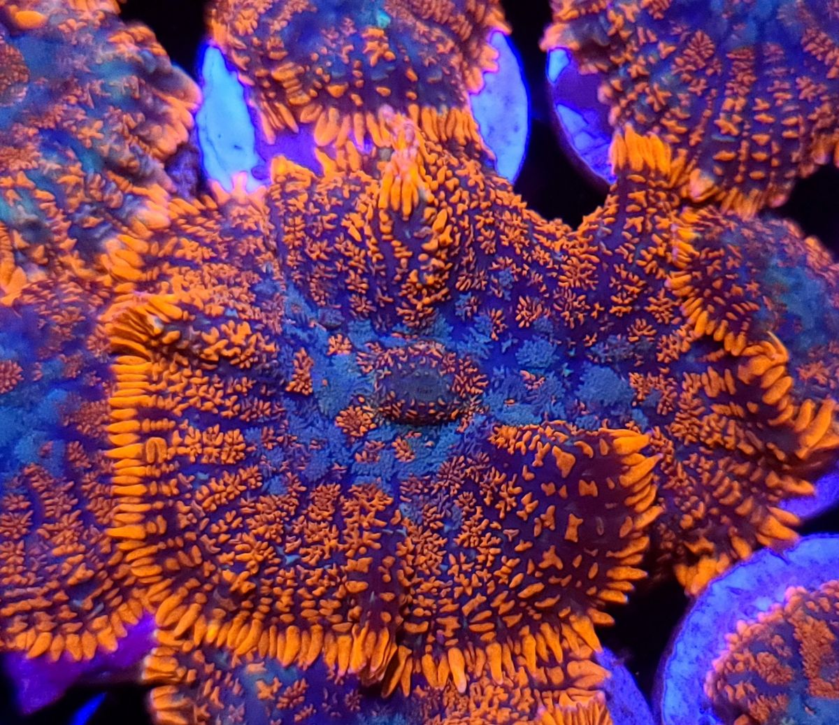 Indo Ultra Orange Bullseye Rhodactis