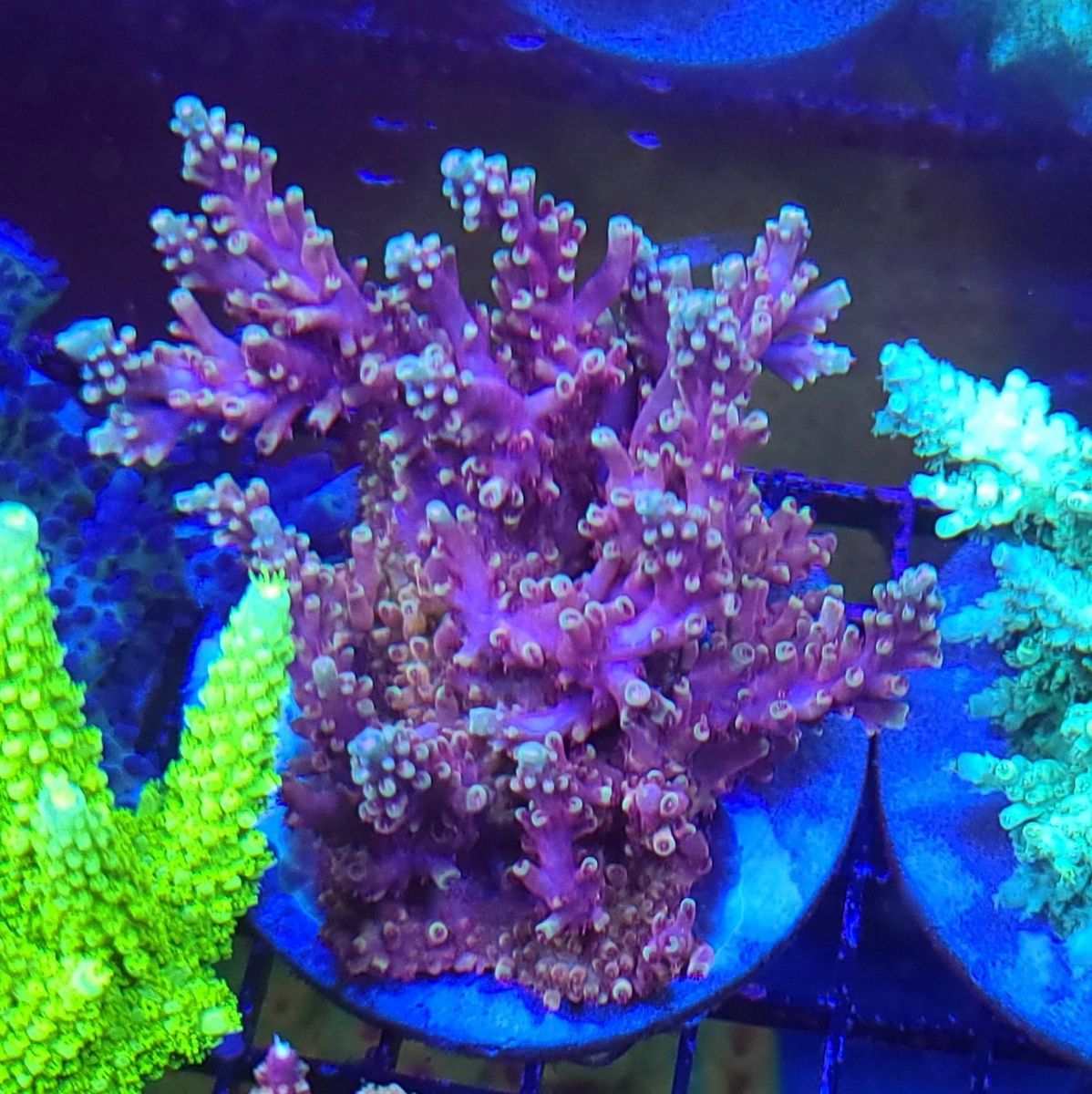 WWC Terra Red Acropora