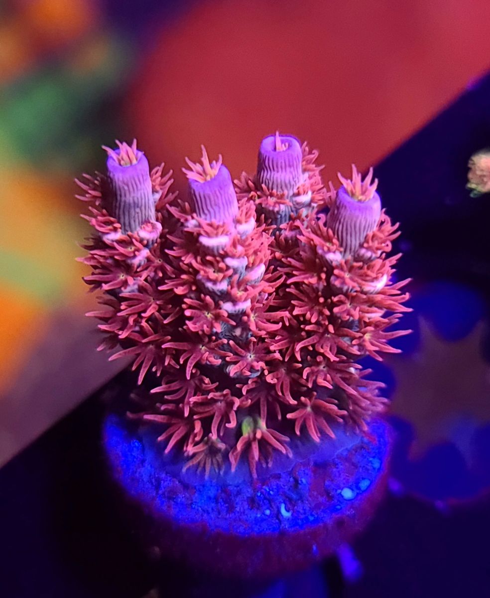 TGC Cherry Bomb Acropora