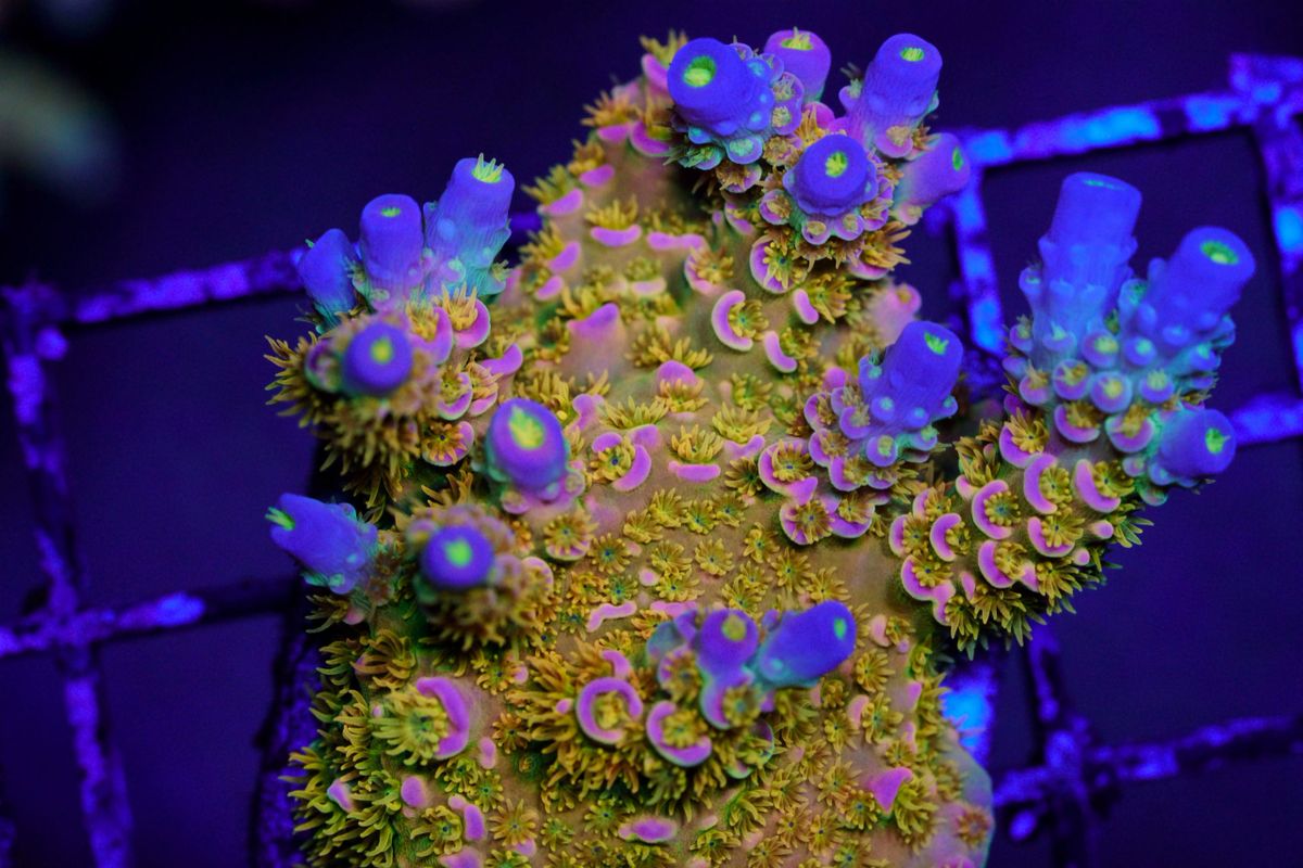 Walt Disney Acropora