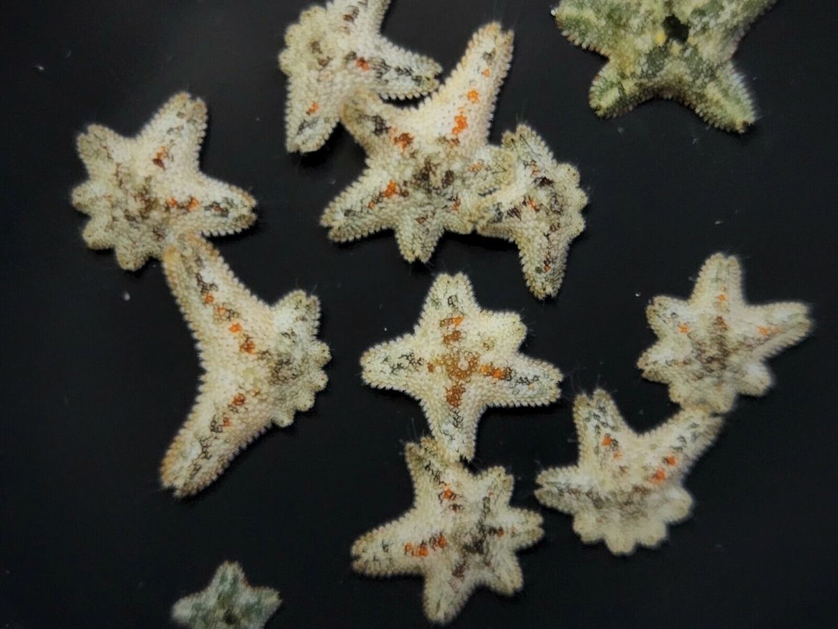 20 Live Asterina Starfish *Clean-up Crew* Harlequin Shrimp Food*