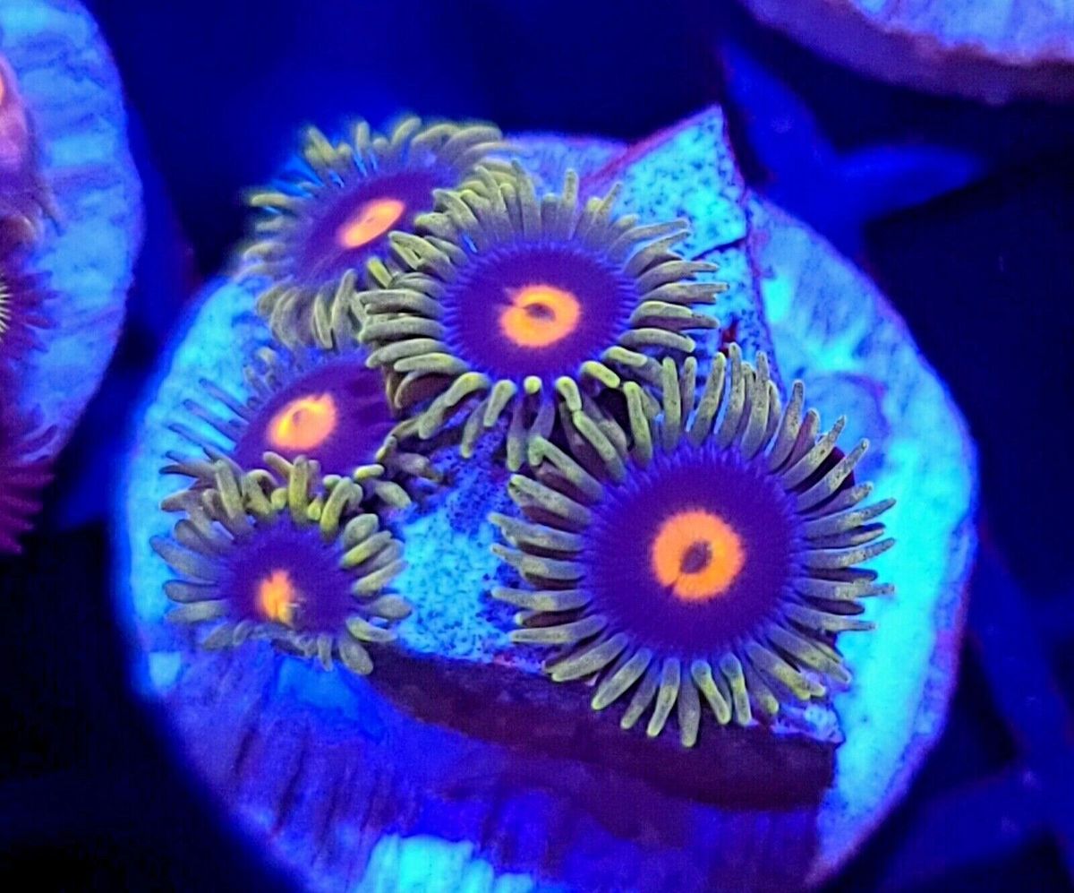 JF Creepy Eye Zoanthid