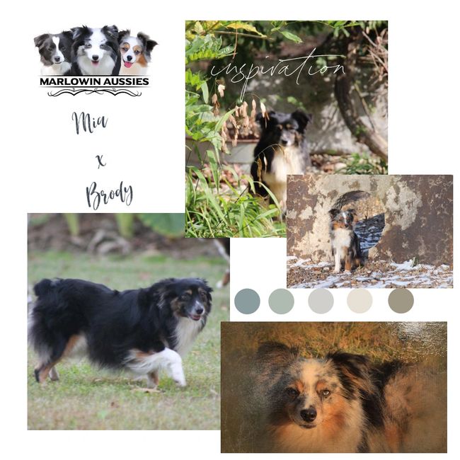 Toy, Teacup and Miniature Australian Shepherds - MarLoWin Aussies
