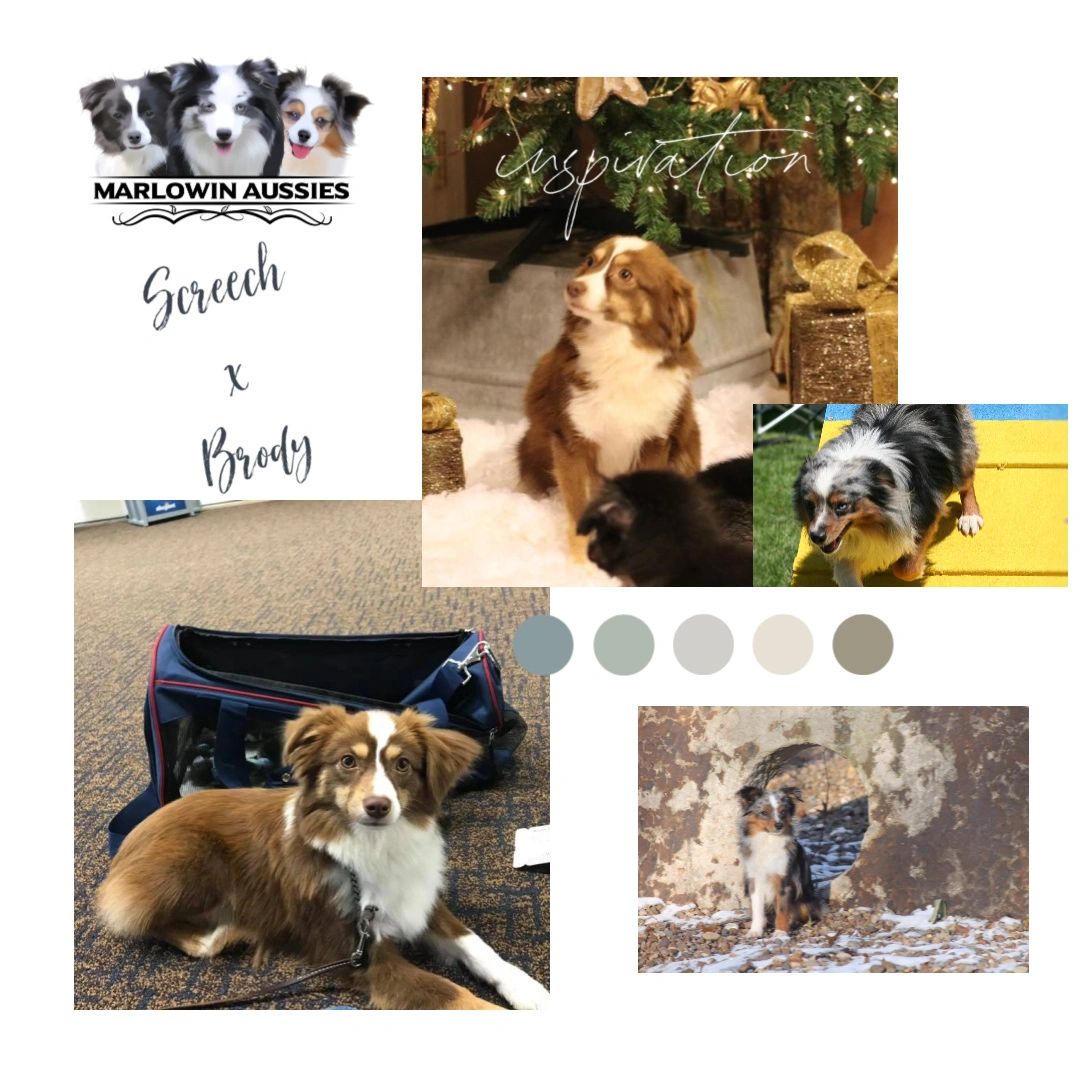 Toy, Teacup and Miniature Australian Shepherds - MarLoWin Aussies