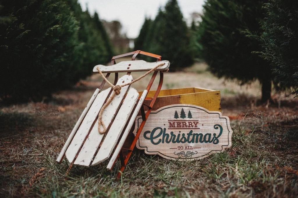 Tree Farm Photography