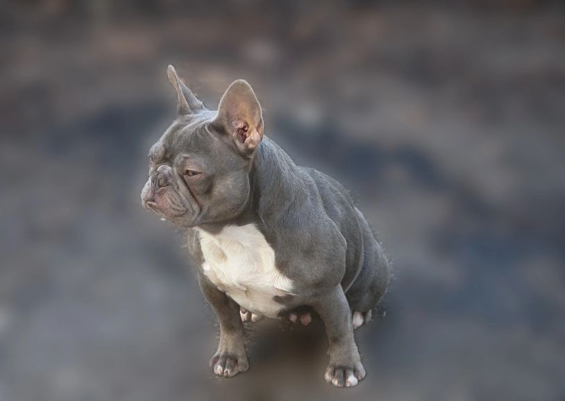 Chocolate Covered Frenchies - Lilac French Bulldog, Muscular Structure ...