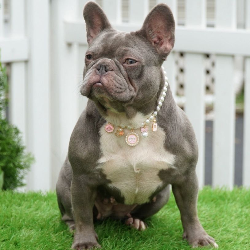 Chocolate Covered Frenchies - Lilac French Bulldog, Muscular Structure ...