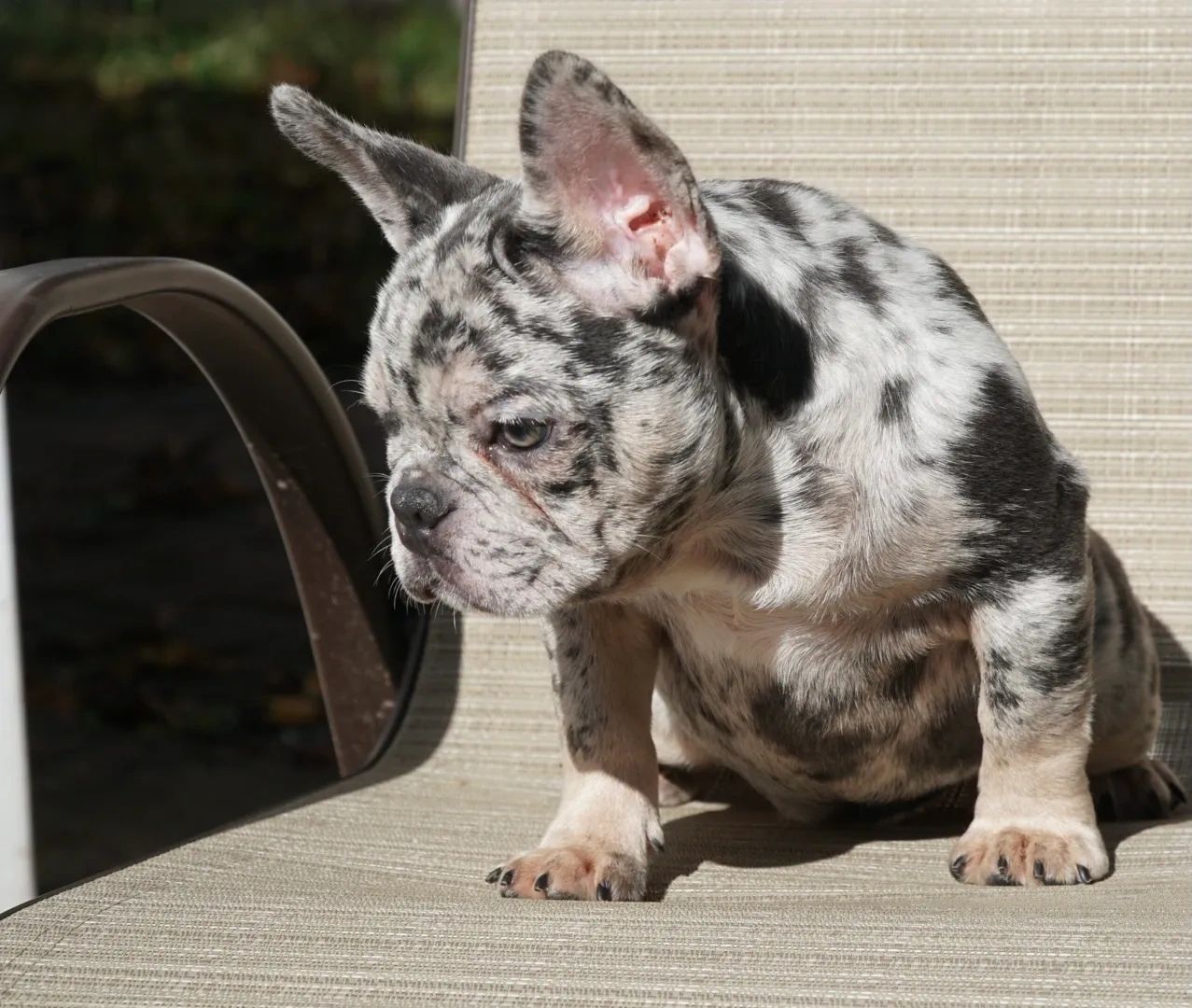 Frenchie Puppies for Sale - Chocolate Covered Frenchies