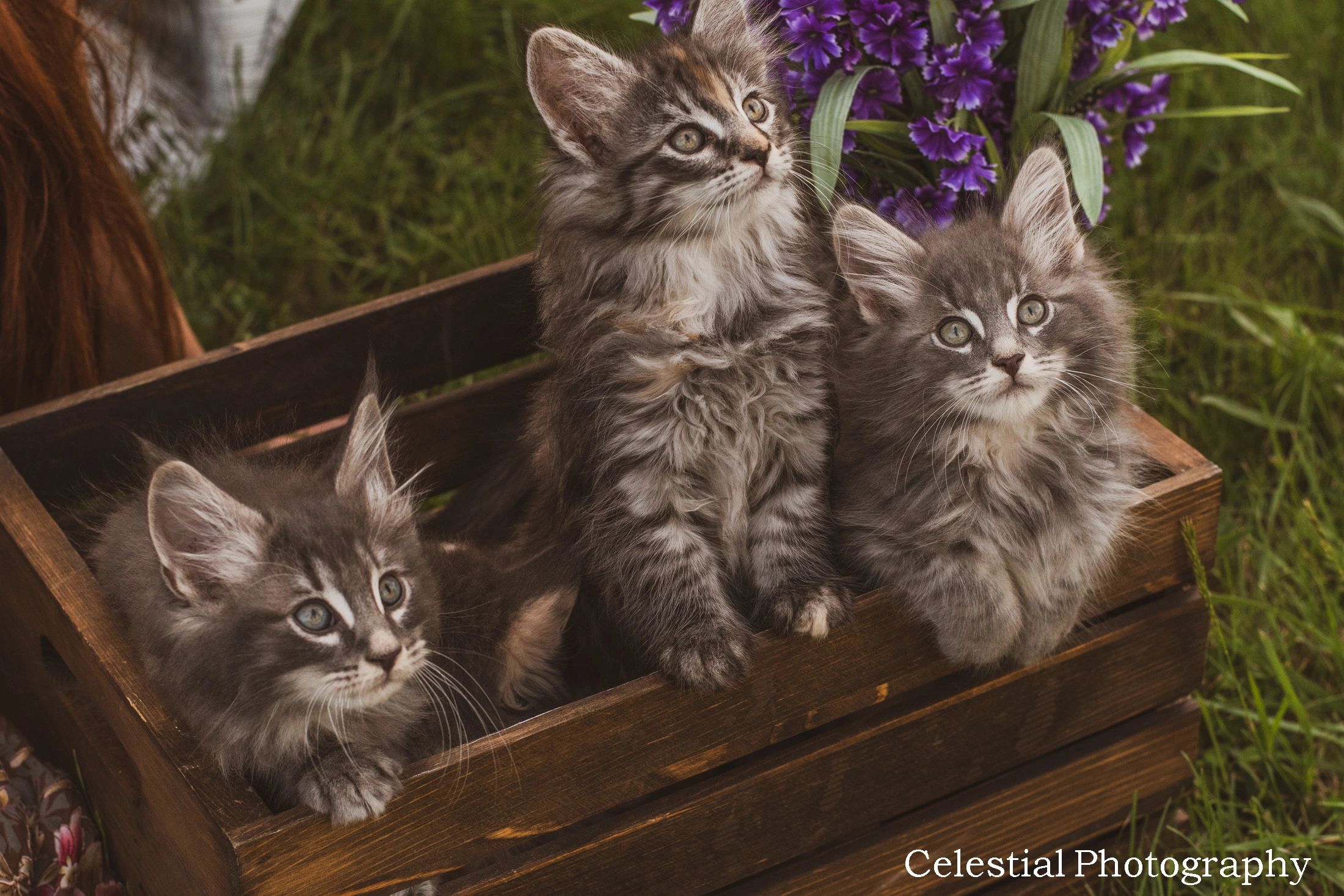 Home [folkvangrforestcats.com]