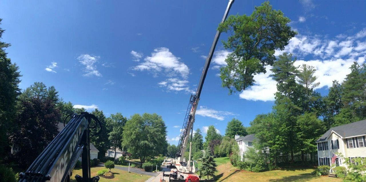 Tree Services - Gate City Tree Service