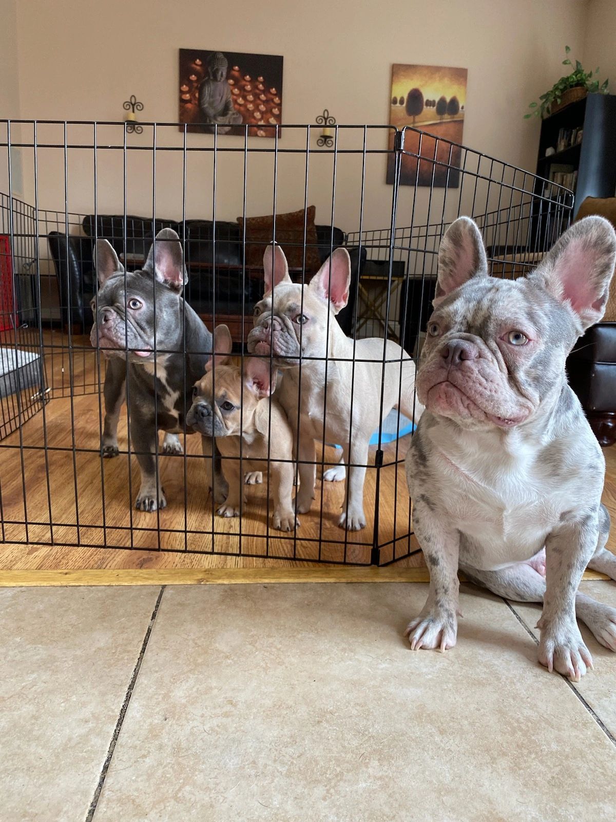 Look No Further Frenchies