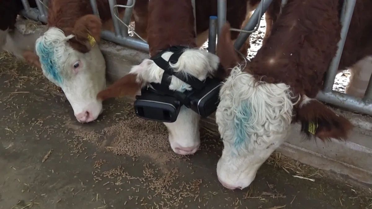 Farm Tech to Feel-Good Cows: AR/VR Innovates