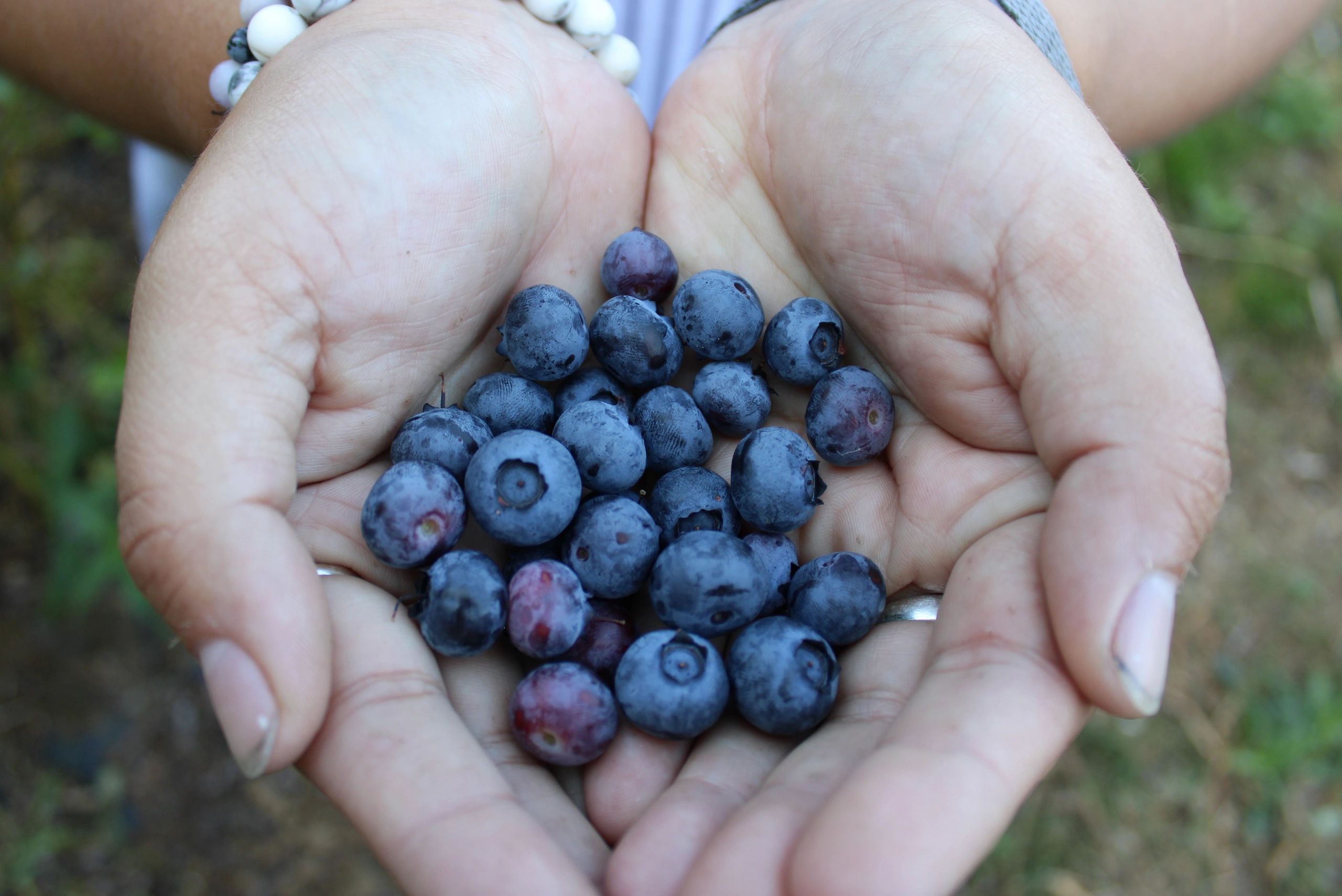Chehalis Tribal Farms