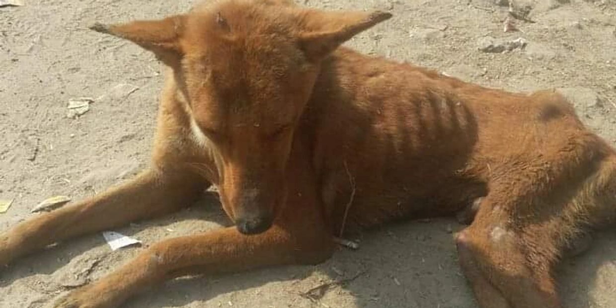 Stray Dog Support | Stray Dog Support